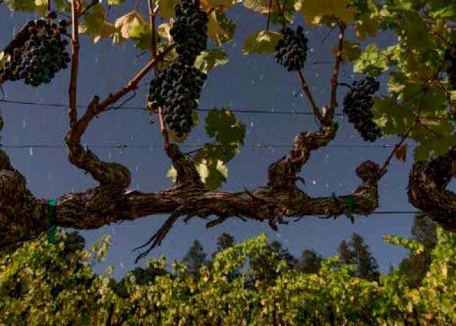 VINEYARDS – Bright Angel Wines