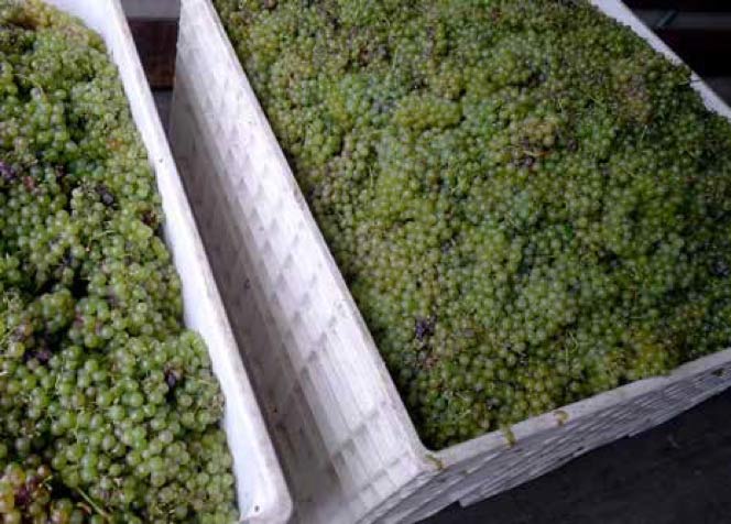 VINEYARDS – Bright Angel Wines